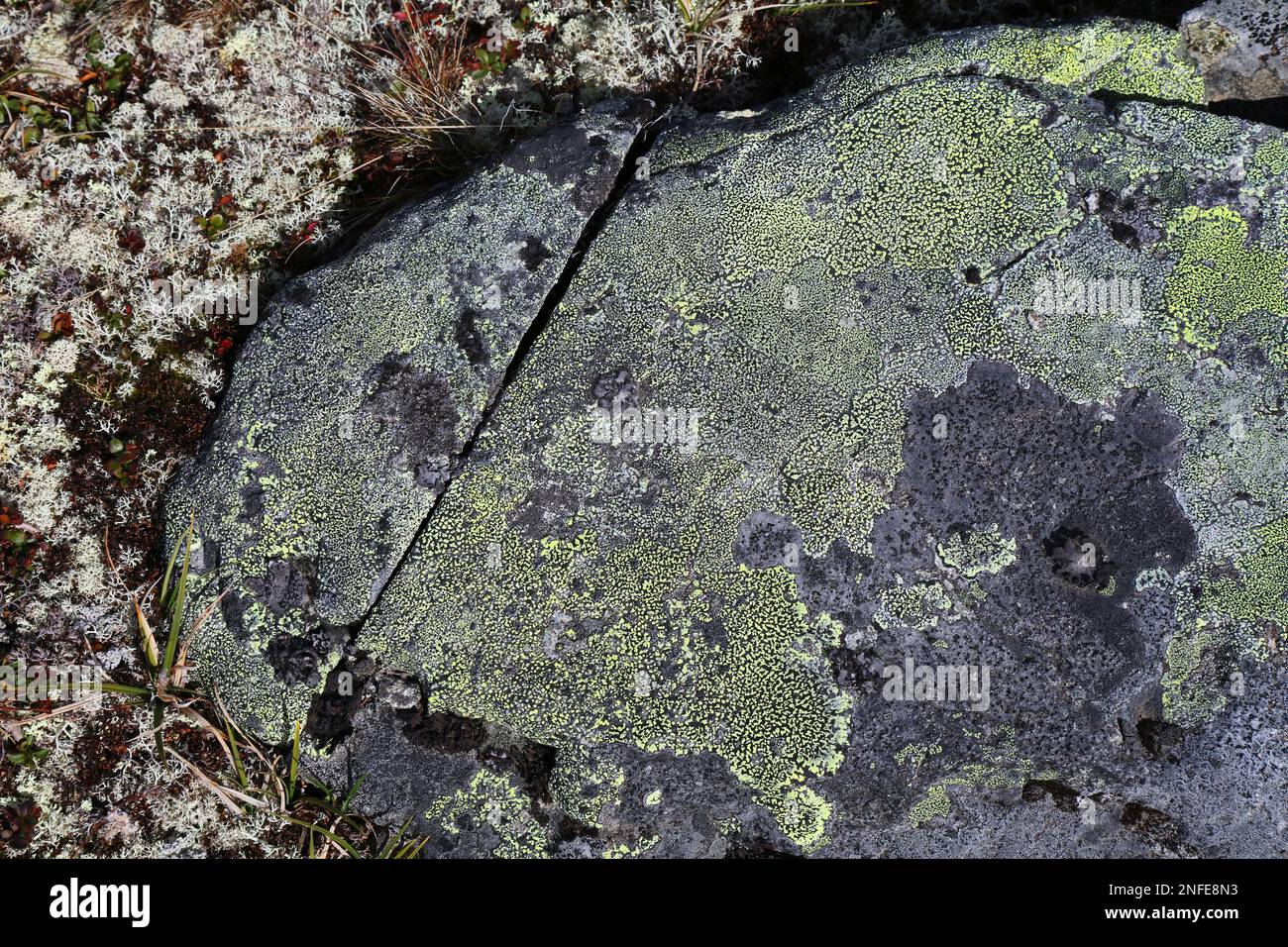 Map lichen (Rhizocarpon geographicum species) background. Lichen ...