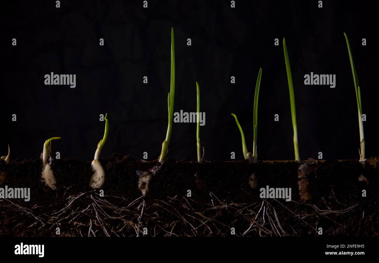 Young shoots of garlic with roots Stock Photo - Alamy