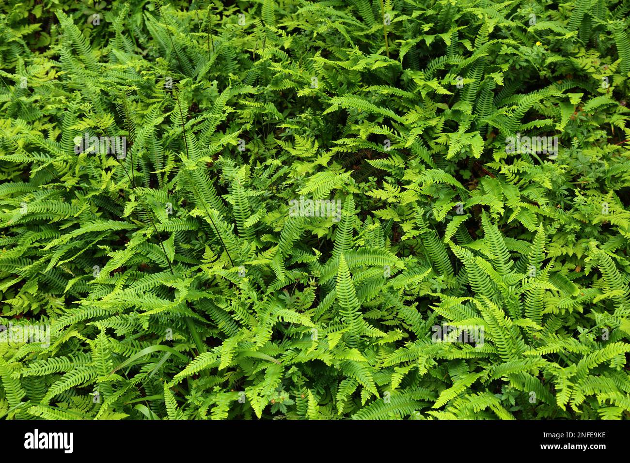 Floral background in Norway. Green plant texture. Fern background Stock ...