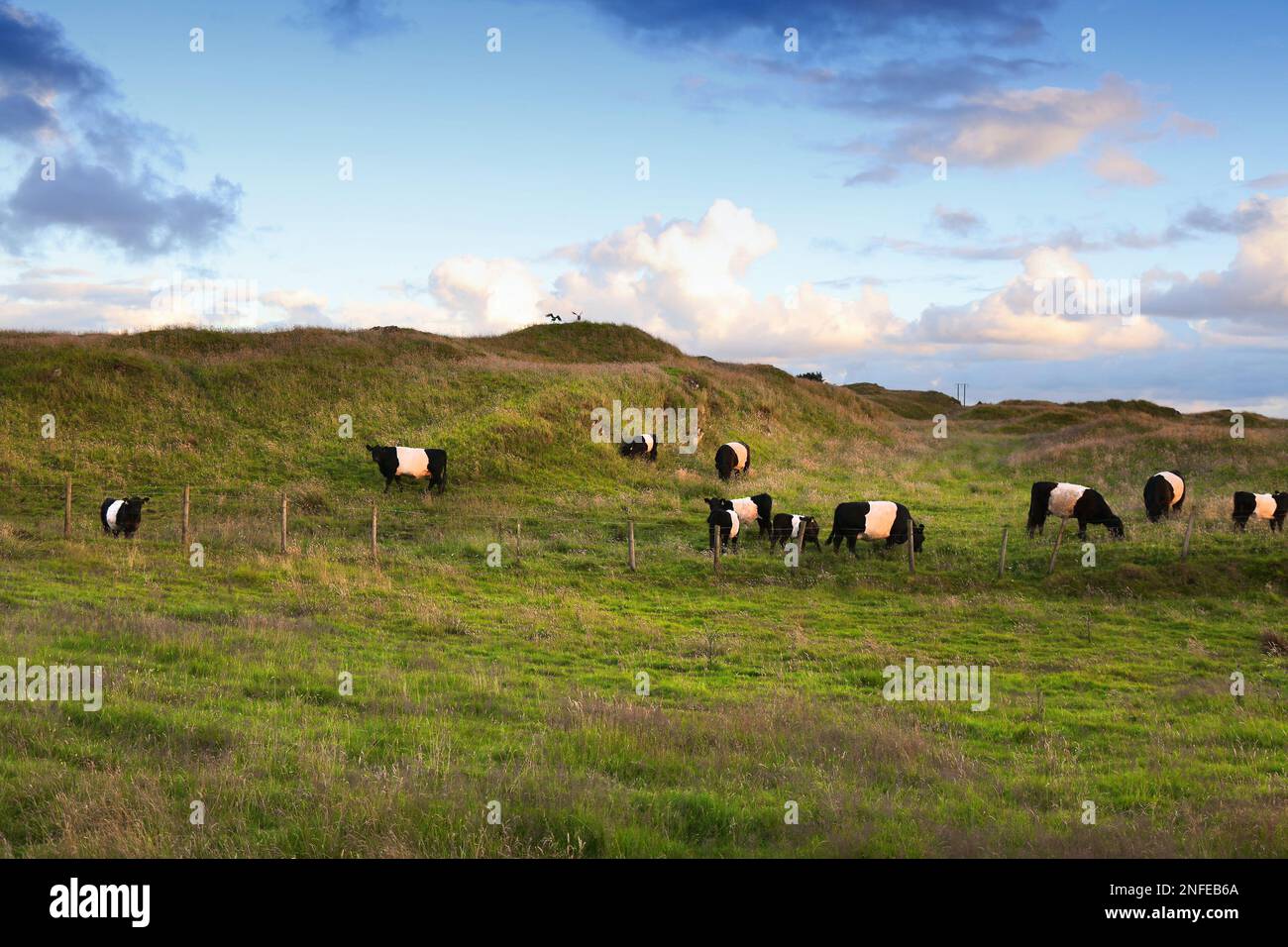 Black cow with white band hi-res stock photography and images - Alamy