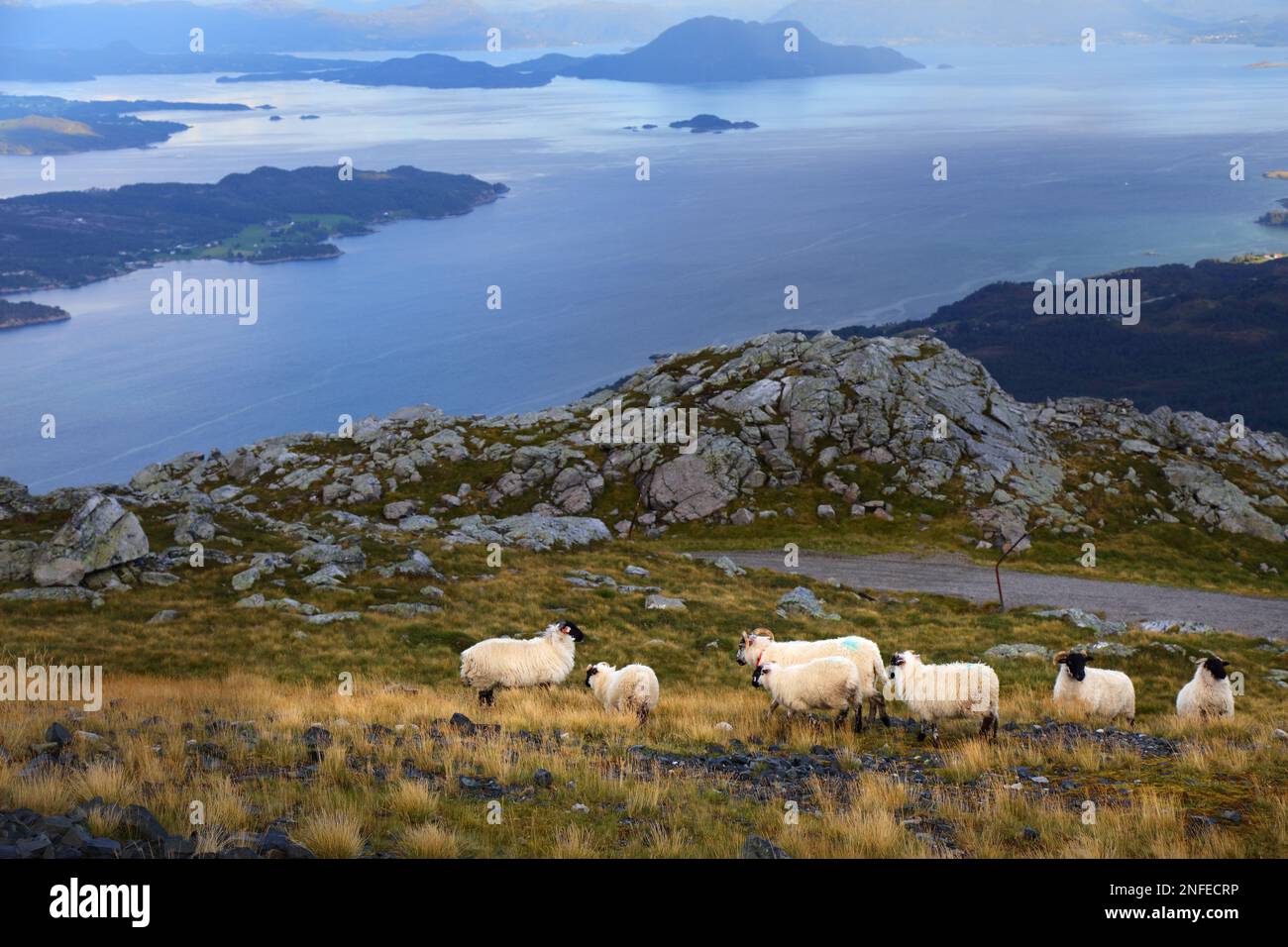 Norway sheep breed hi-res stock photography and images - Alamy