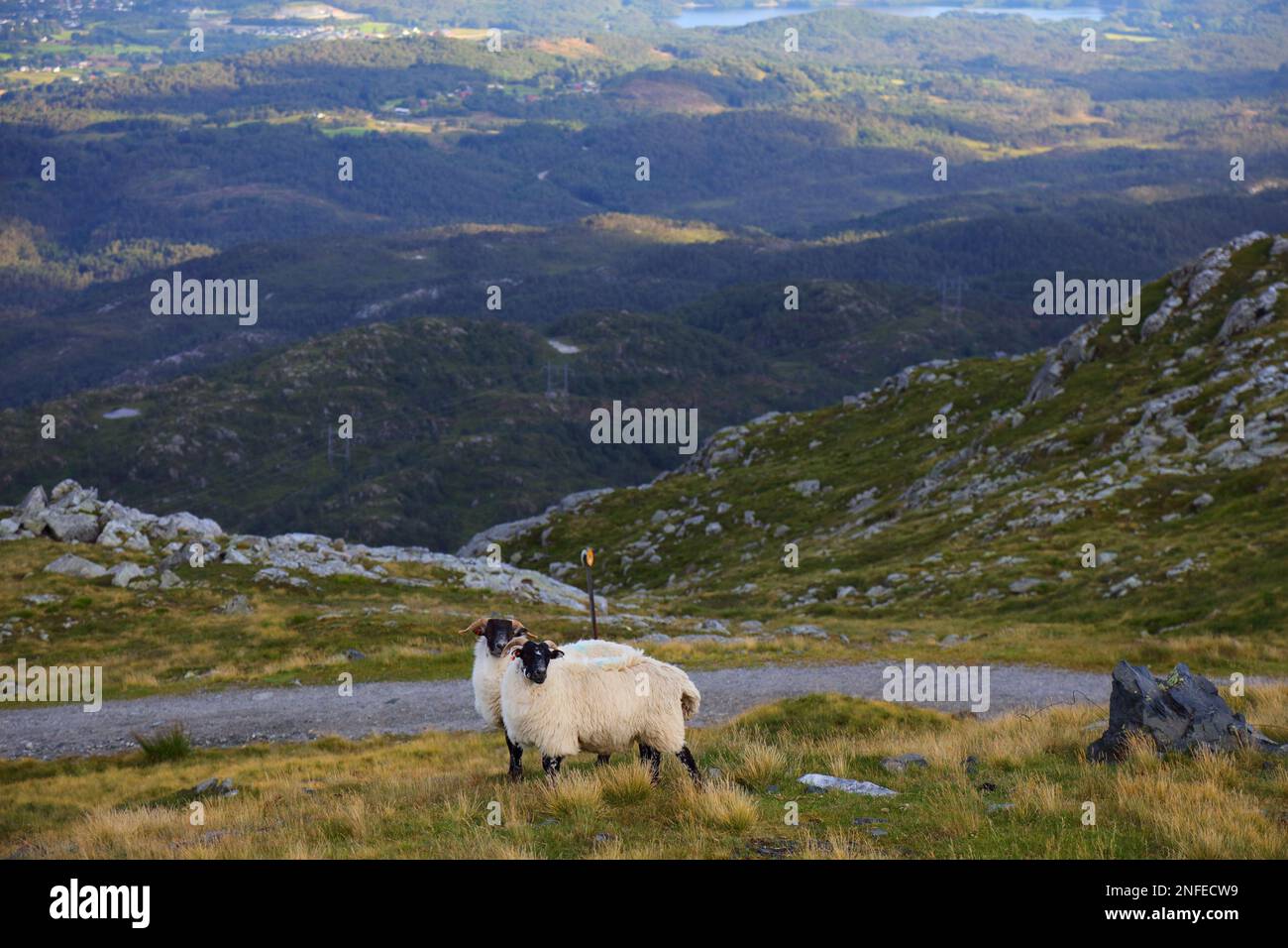 Scottish breed of sheep hi-res stock photography and images - Alamy
