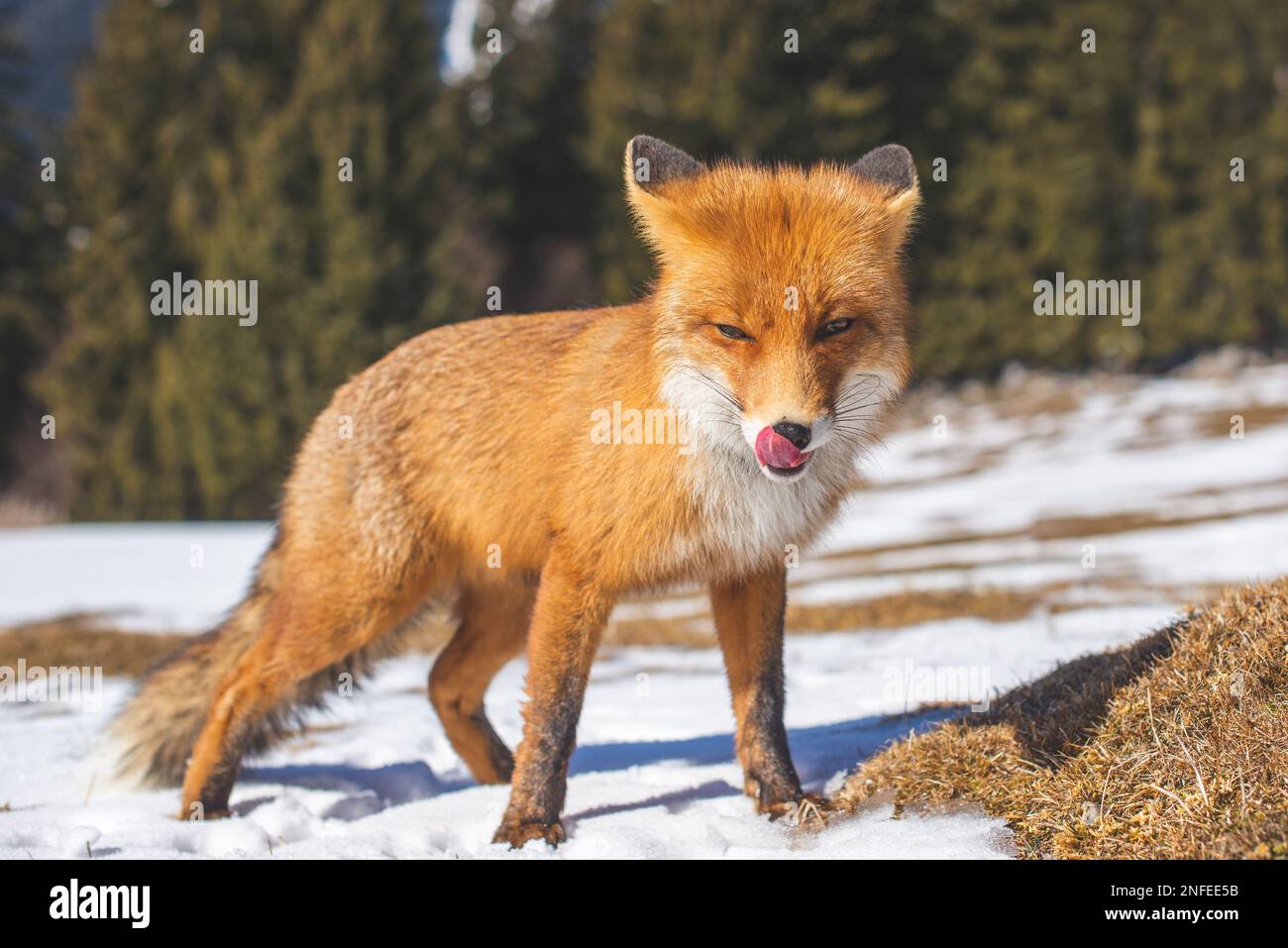 Fox front view in cold winter landscape licking her nose and slowly ...