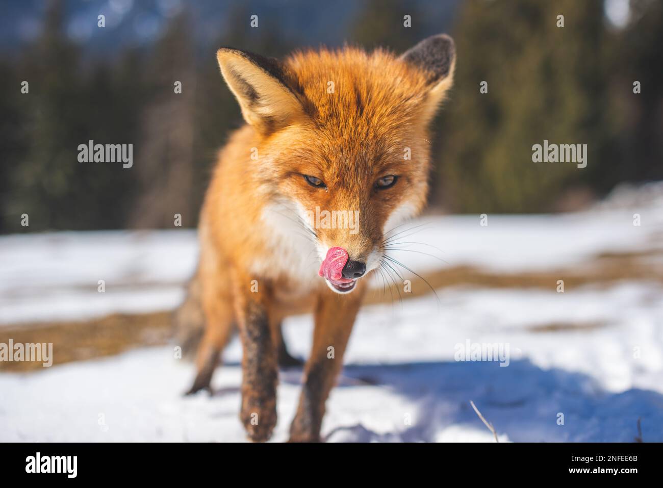 Fox front view in cold winter landscape licking her nose and slowly ...