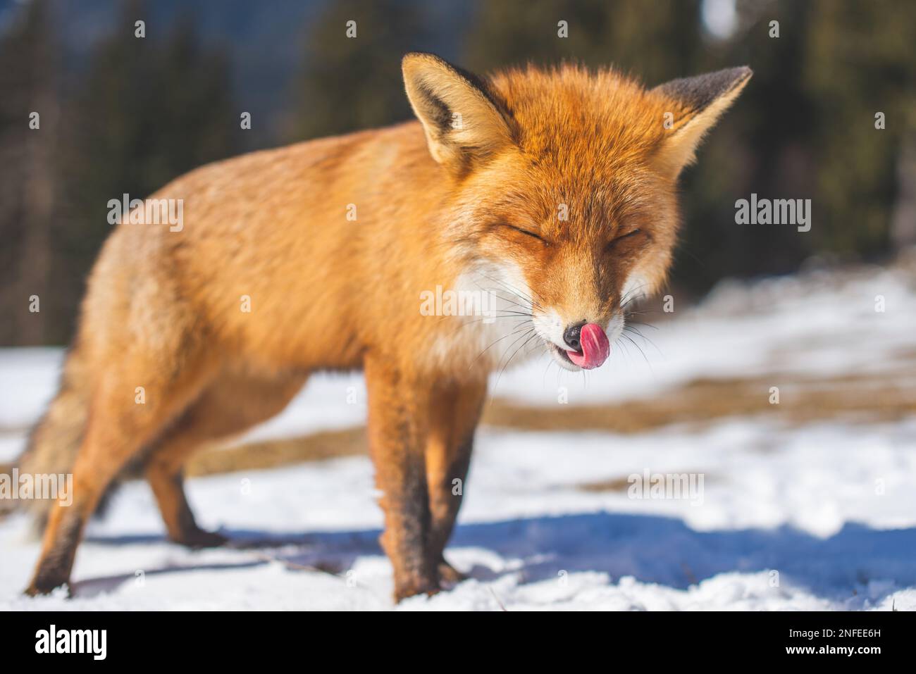 Fox front view in cold winter landscape licking her nose and slowly ...