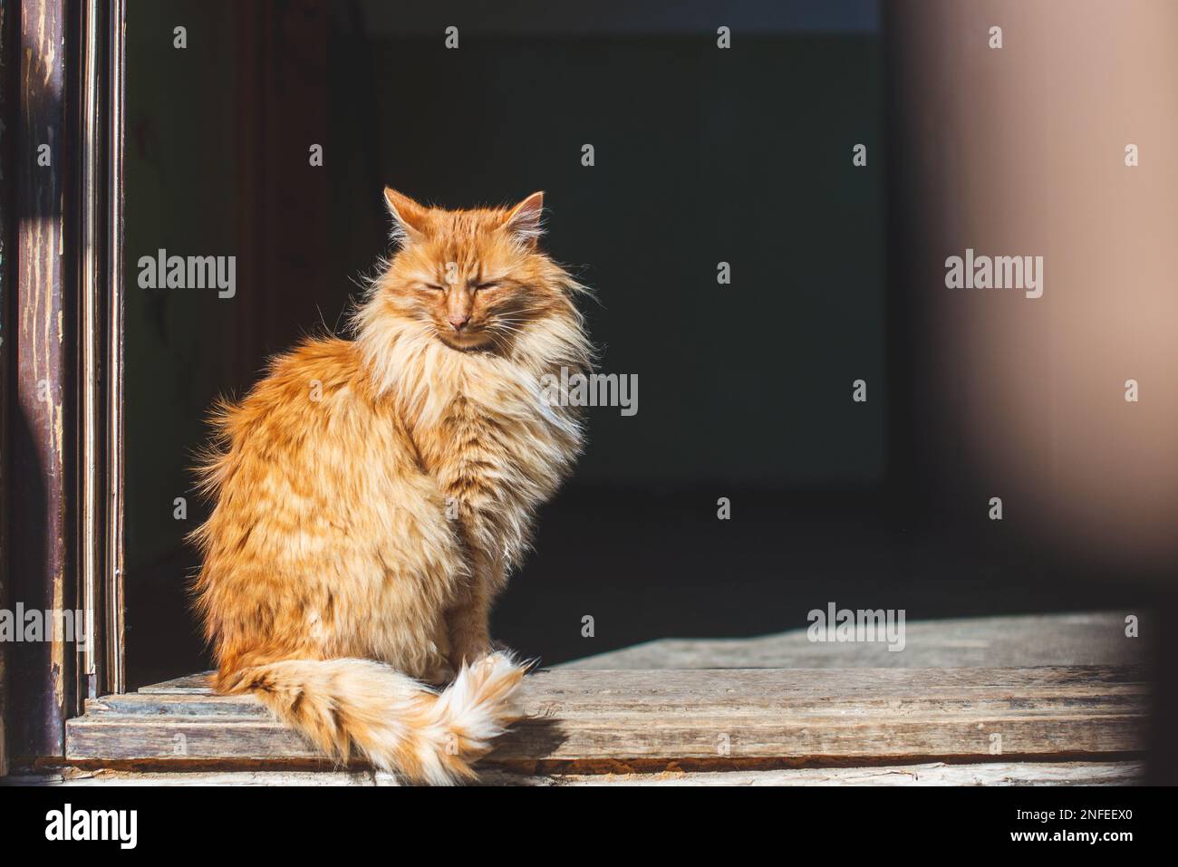 Beautiful ginger cat at the door Stock Photo - Alamy