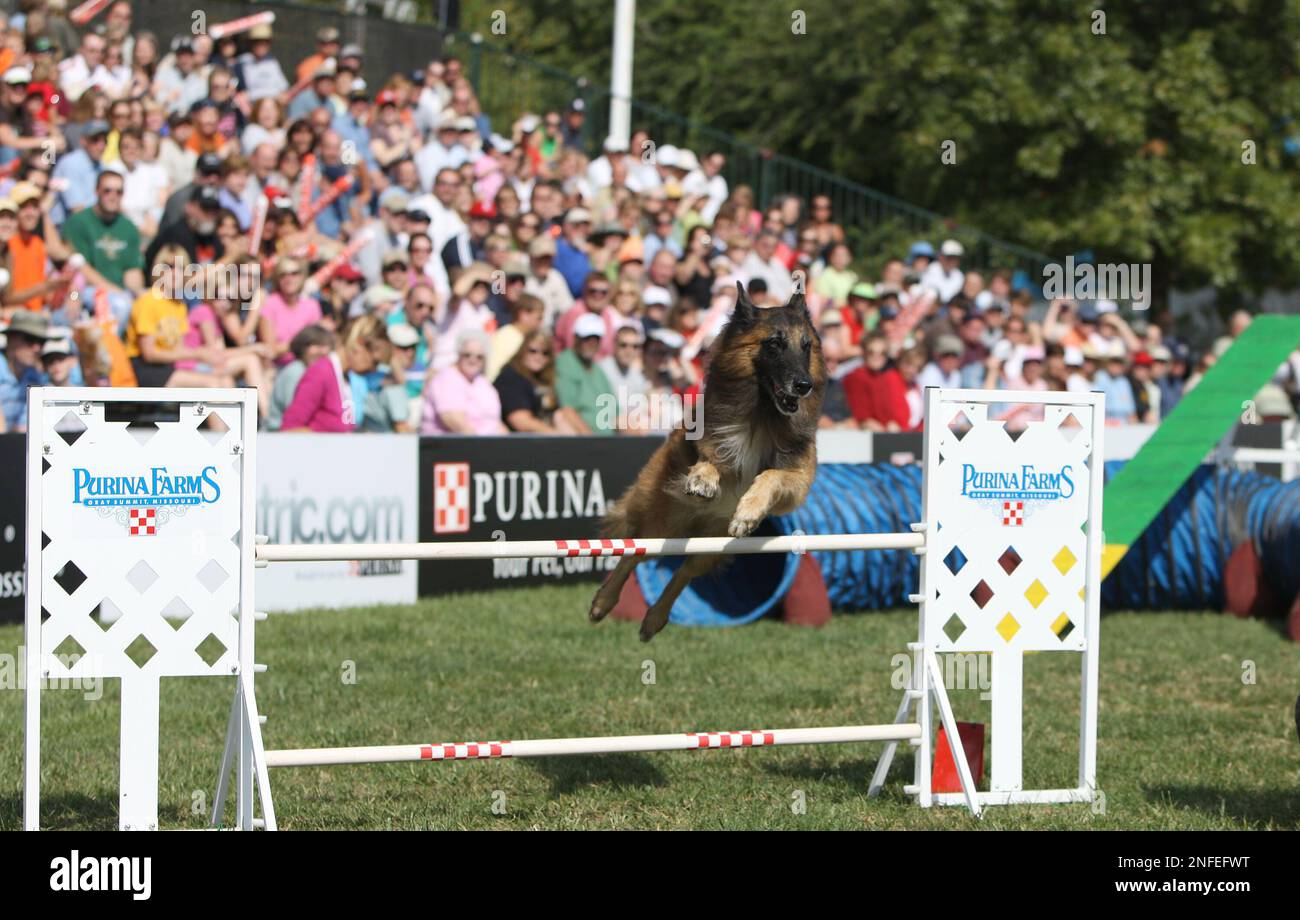 Rusty Pearson of Mansfield, Tex. and his dog Maxxwell compete in the ...