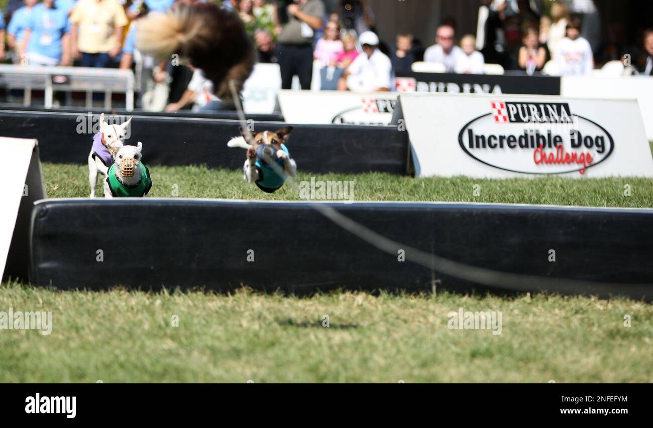 Jack Russell terriers compete in the 'Jack Russell Hurdle Race' at the ...