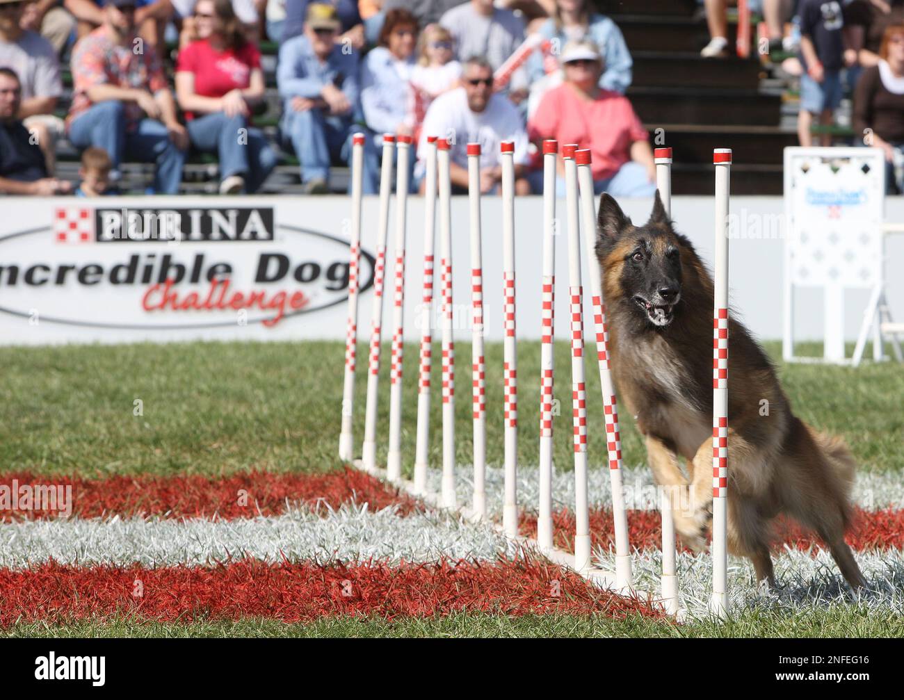 Rusty Pearson of Mansfield, Tex. and his dog Maxxwell compete in the ...