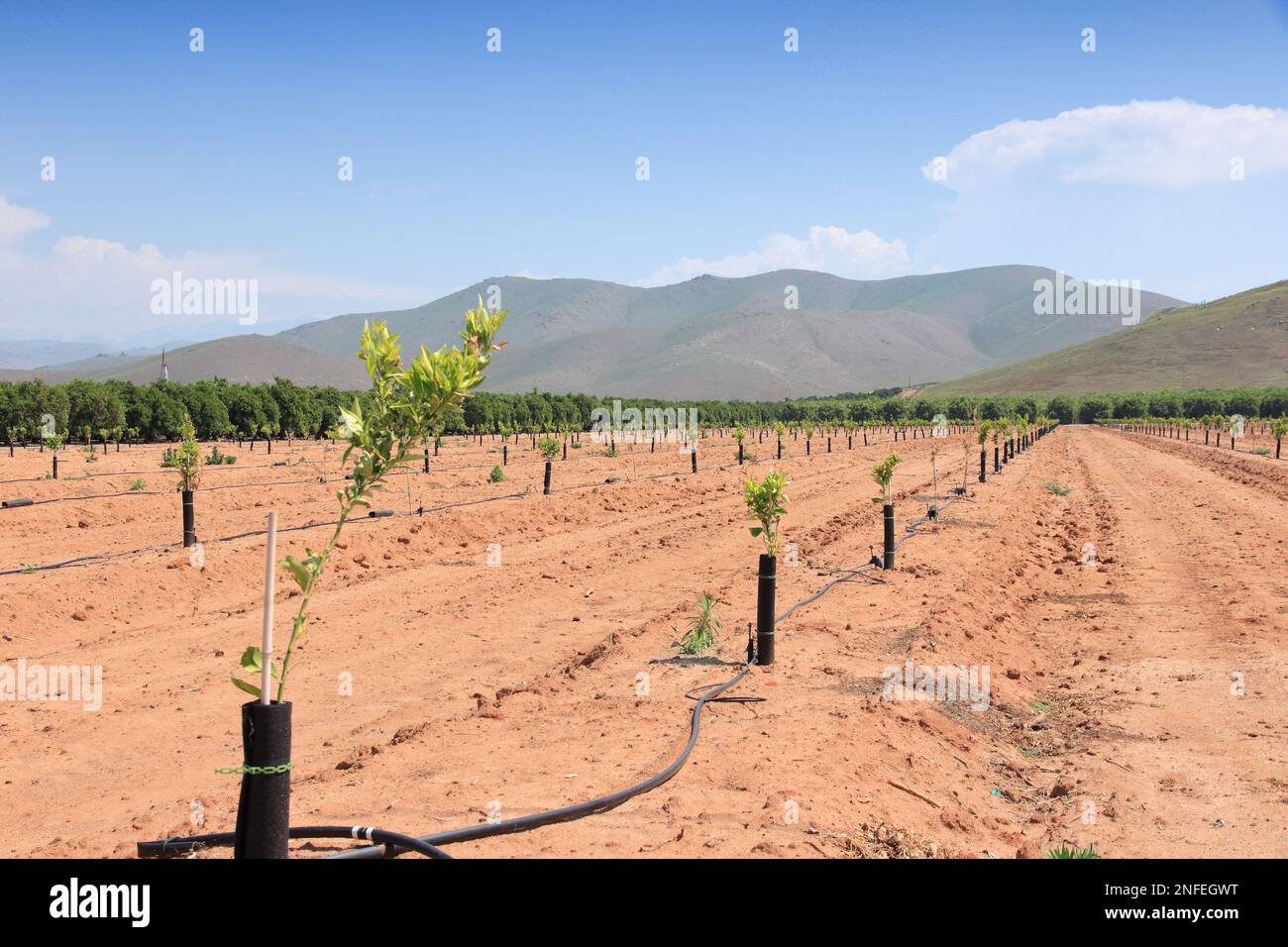 Young orange trees. New orange orchard in California. Agricultural ...