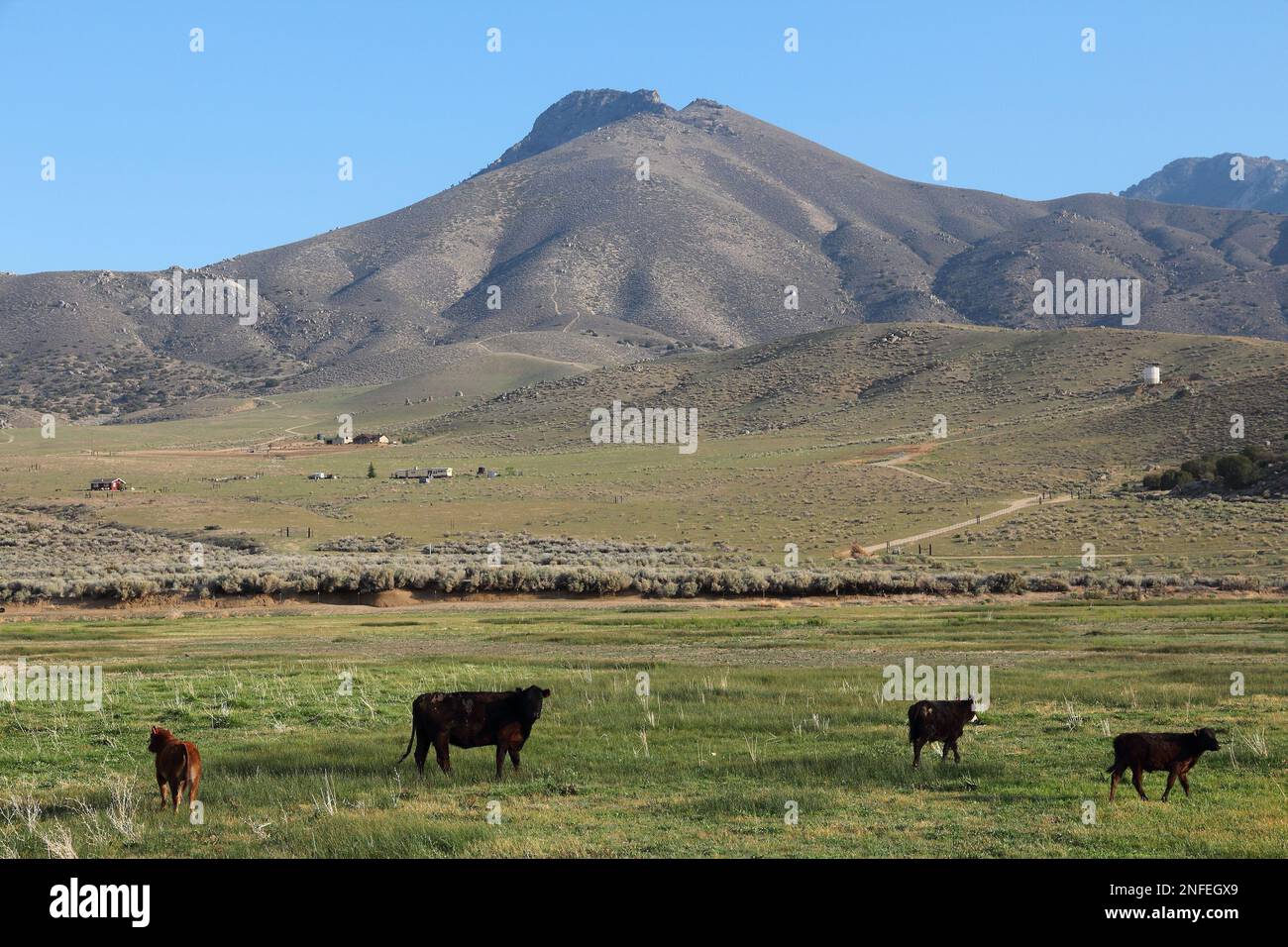 California, USA - cattle ranch in Kern County. American agriculture ...