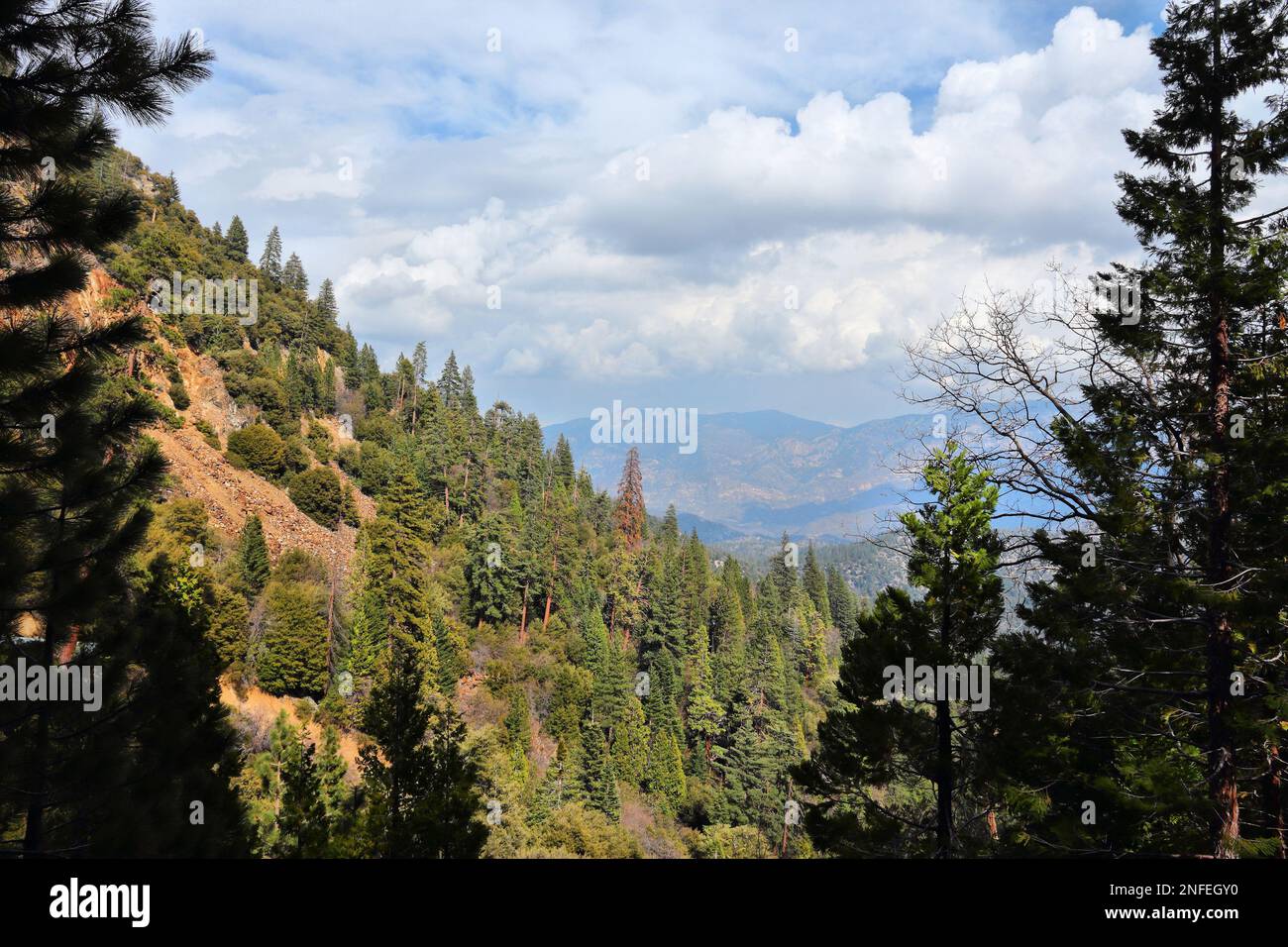 California - National Forest view in Giant Sequoia National Monument ...
