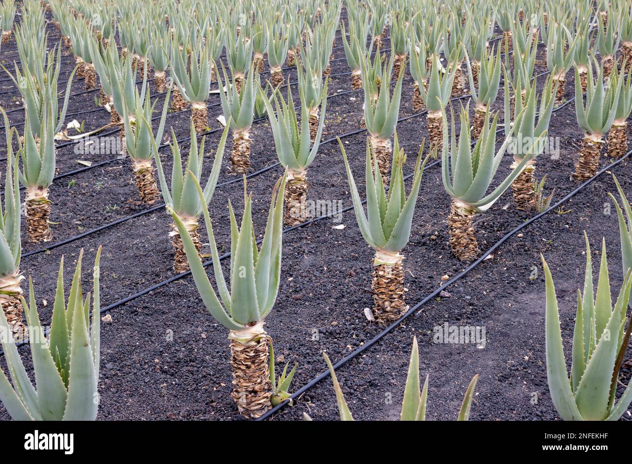 Cultivation of aloe vera plants outdoors. Known for their medical ...