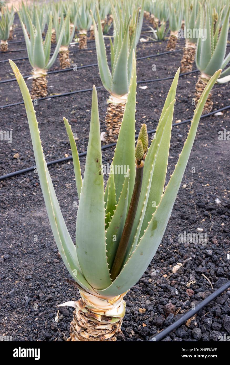 Cultivation of aloe vera plants outdoors. Known for their medical ...
