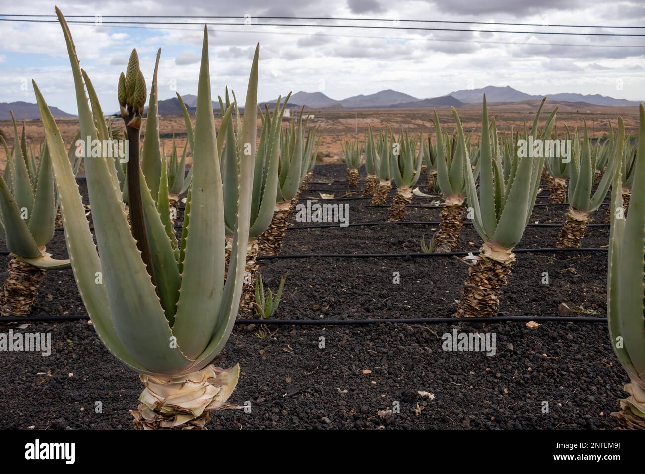 Cultivation of aloe vera plants outdoors. Known for their medical ...