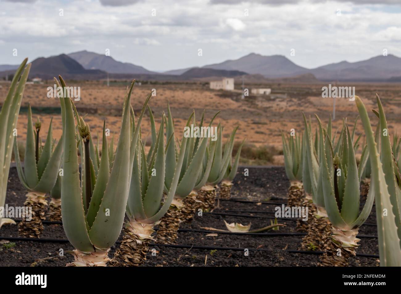 Cultivation of aloe vera plants outdoors. Known for their medical ...