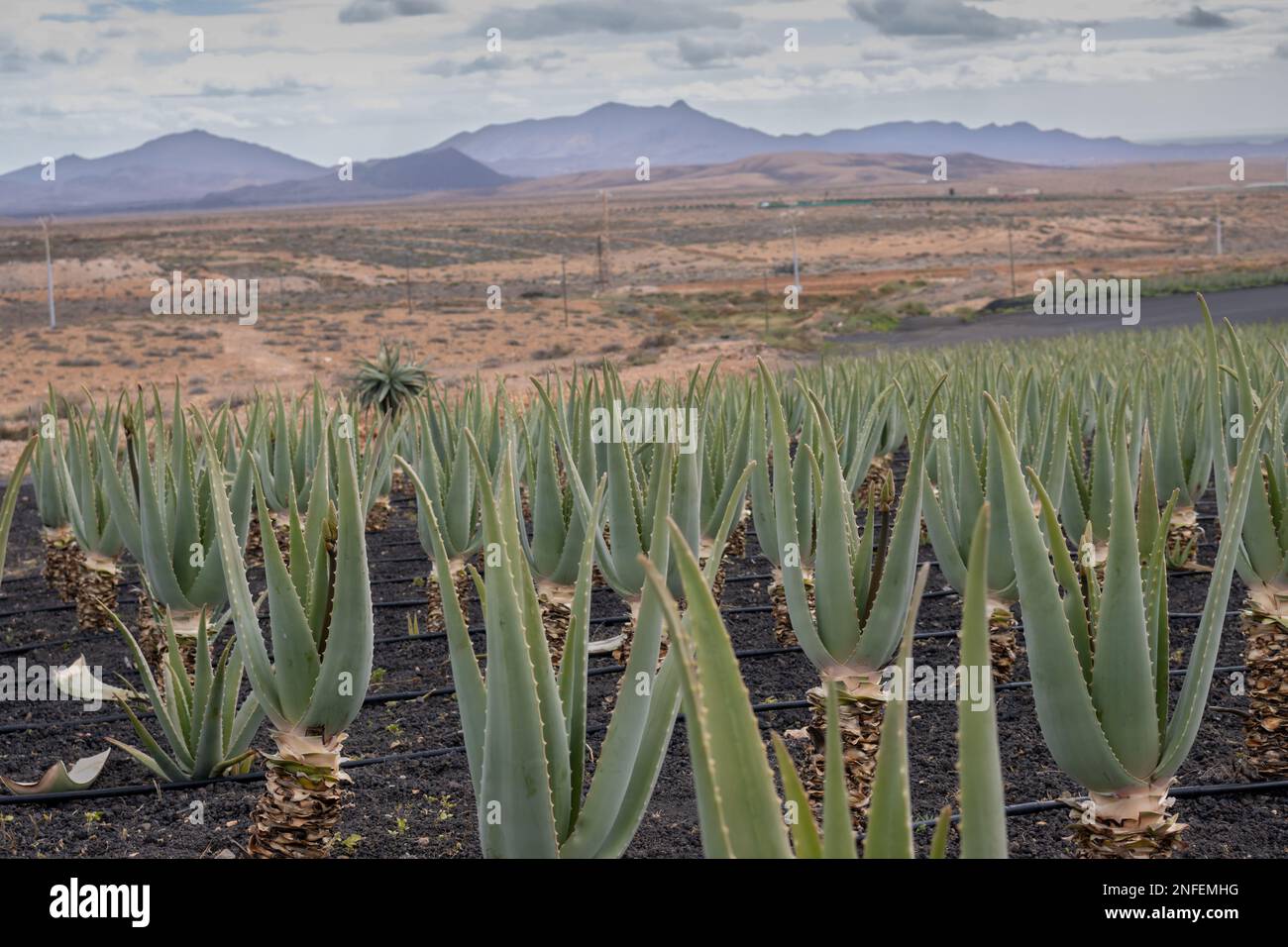 Cultivation of aloe vera plants outdoors. Known for their medical ...