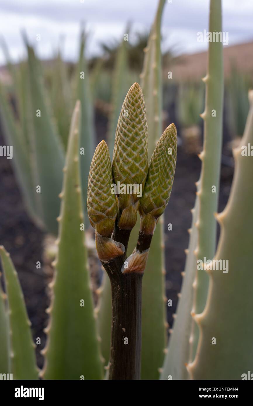 Cultivation of aloe vera plants outdoors. Known for their medical ...
