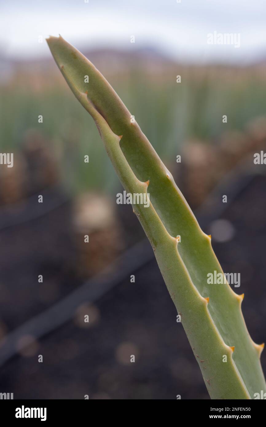 Cultivation of aloe vera plants outdoors. Known for their medical ...