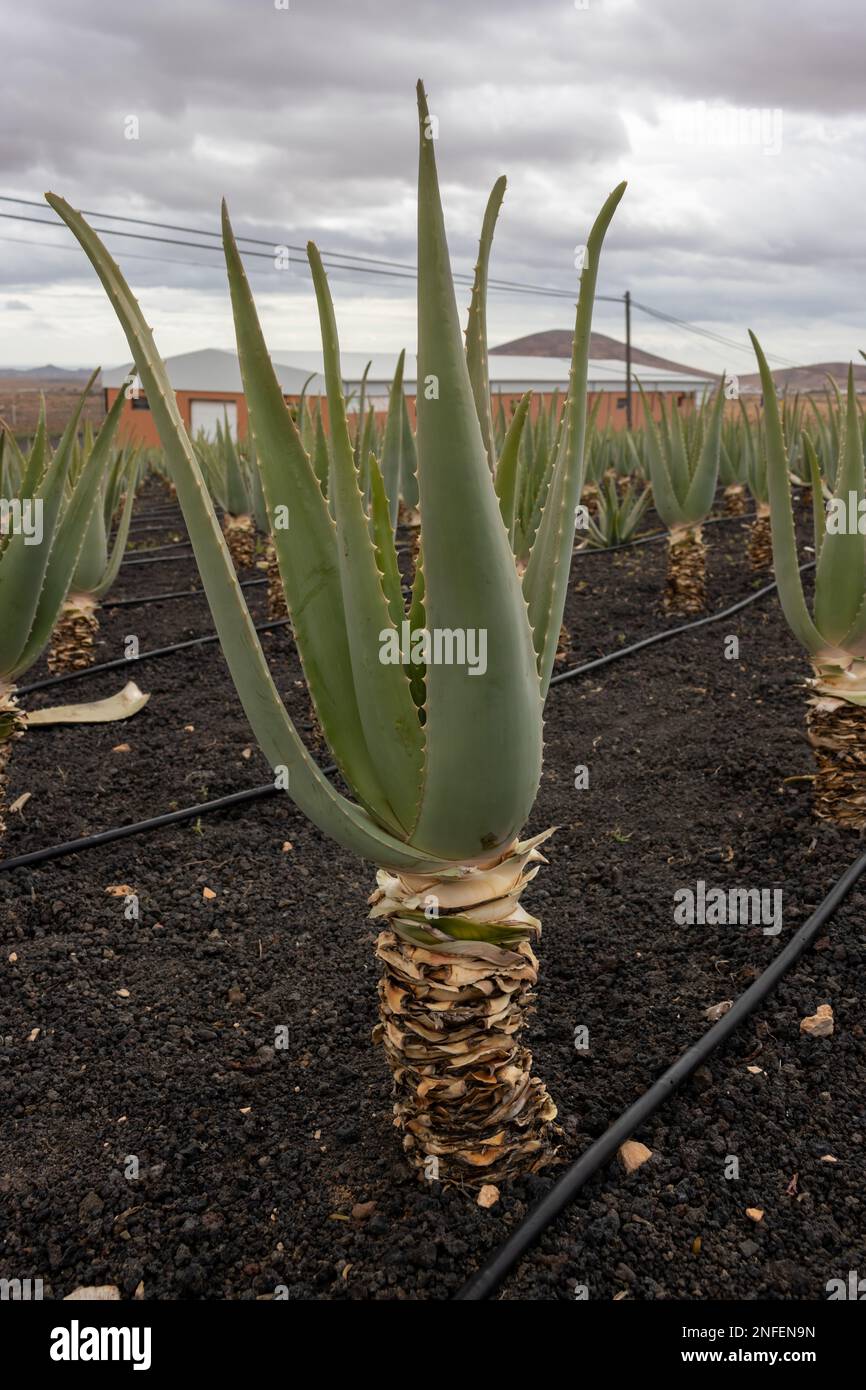 Cultivation of aloe vera plants outdoors. Known for their medical ...