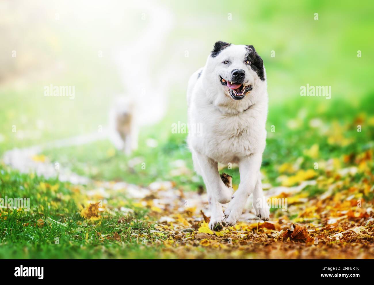 Turkmen shepherd dog hi-res stock photography and images - Alamy