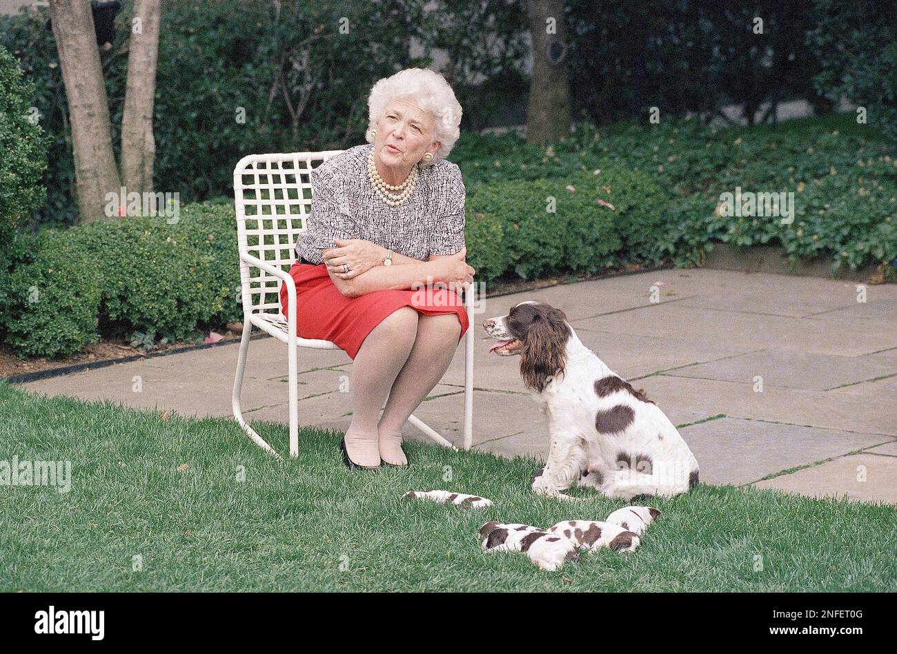 First lady Barbara Bush watches Millie, the family dog, and her newborn ...