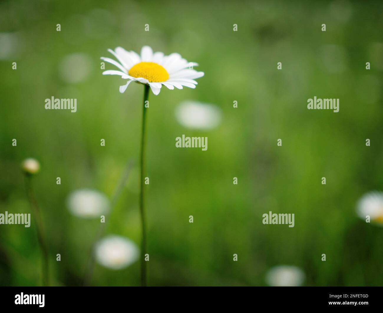 A vibrant yellow daisy stands out amongst a lush bed of green grass ...