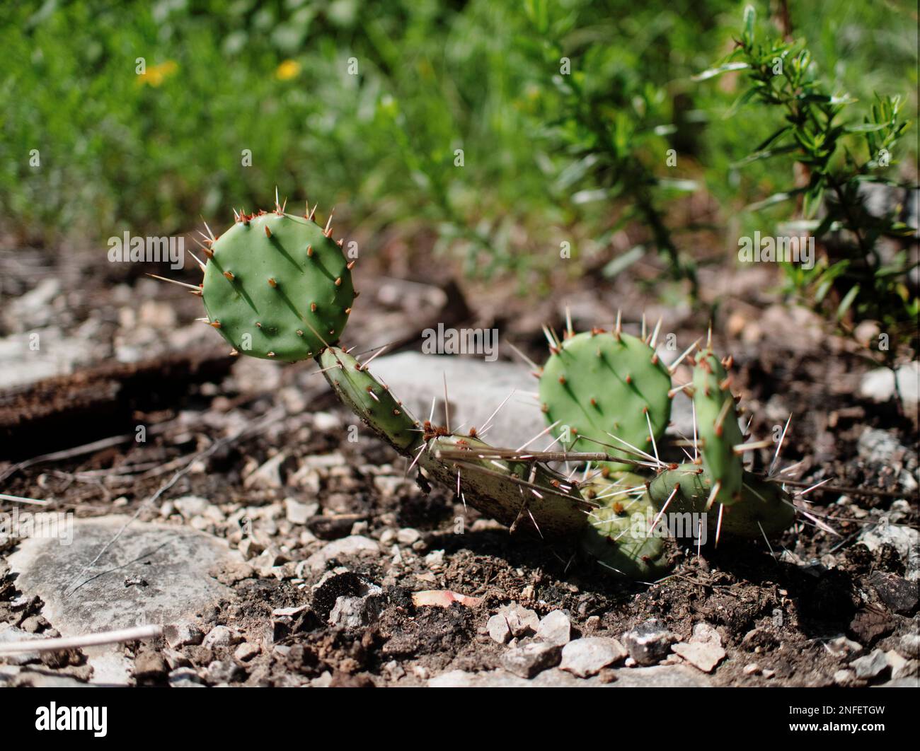 An isolated close-up image of a cactus plant growing out of the soil ...