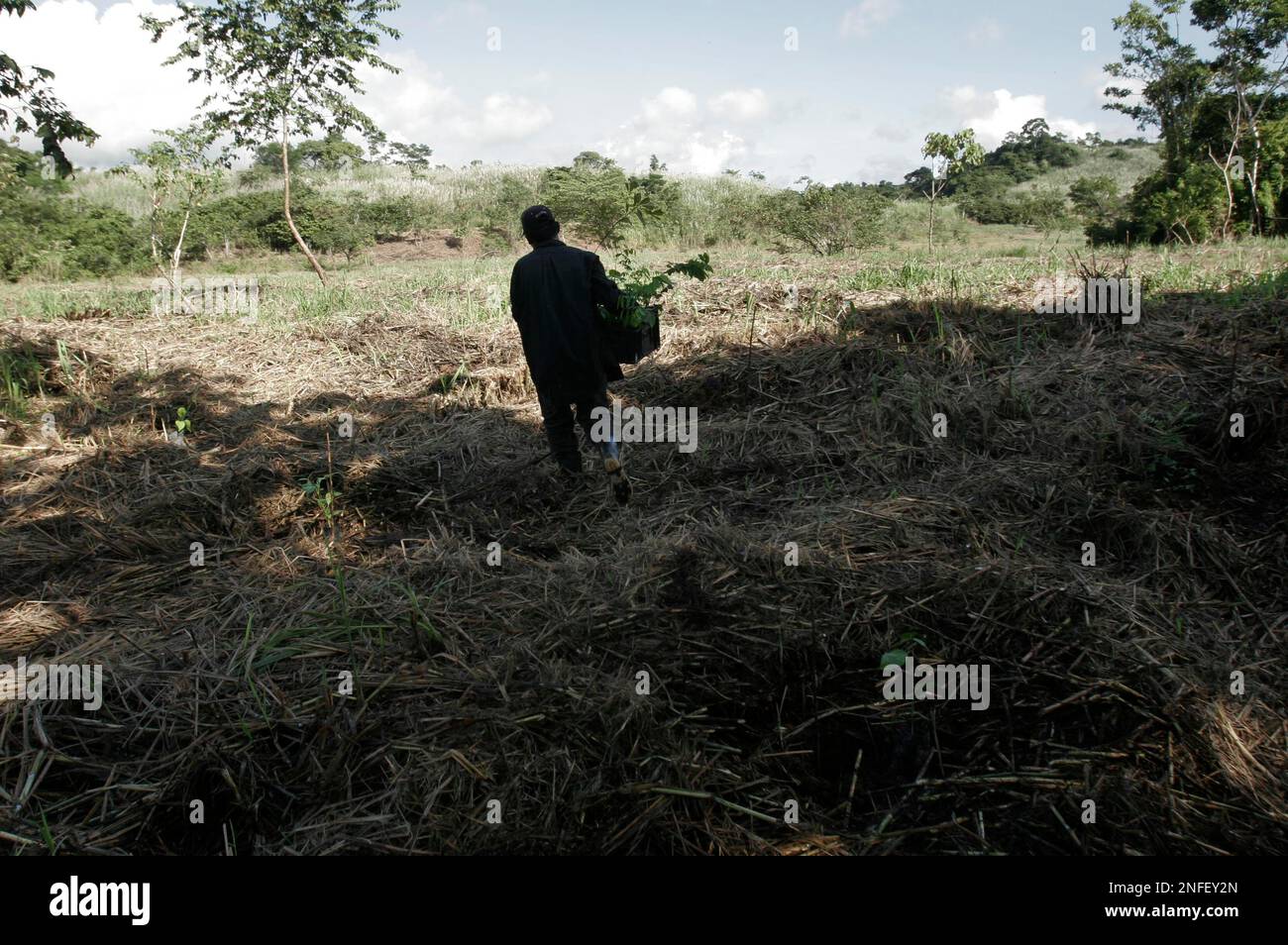 A man moves native trees during a reforestation project for the Panama ...