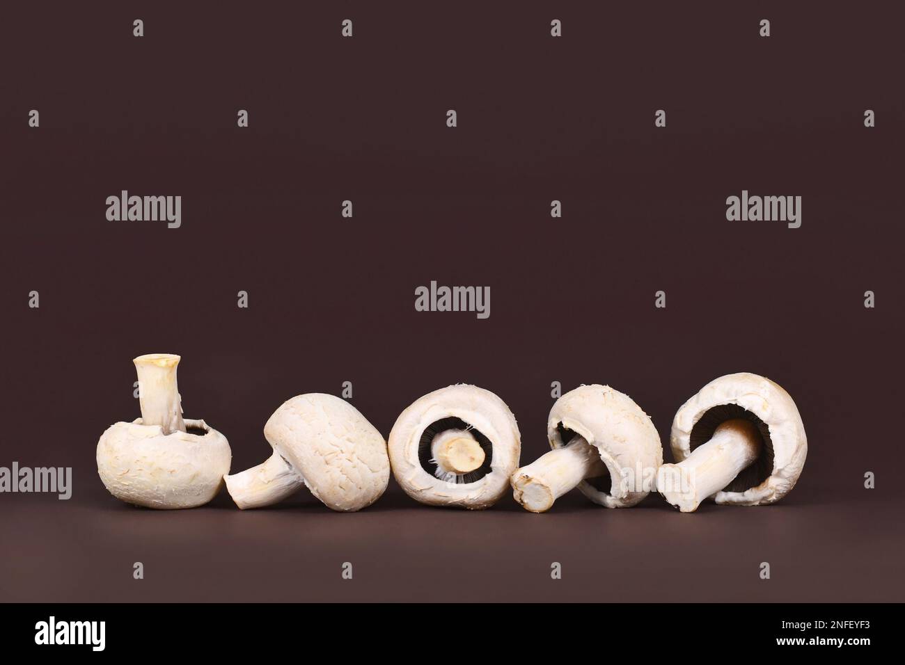 Agaricus Bisporus Life Cycle