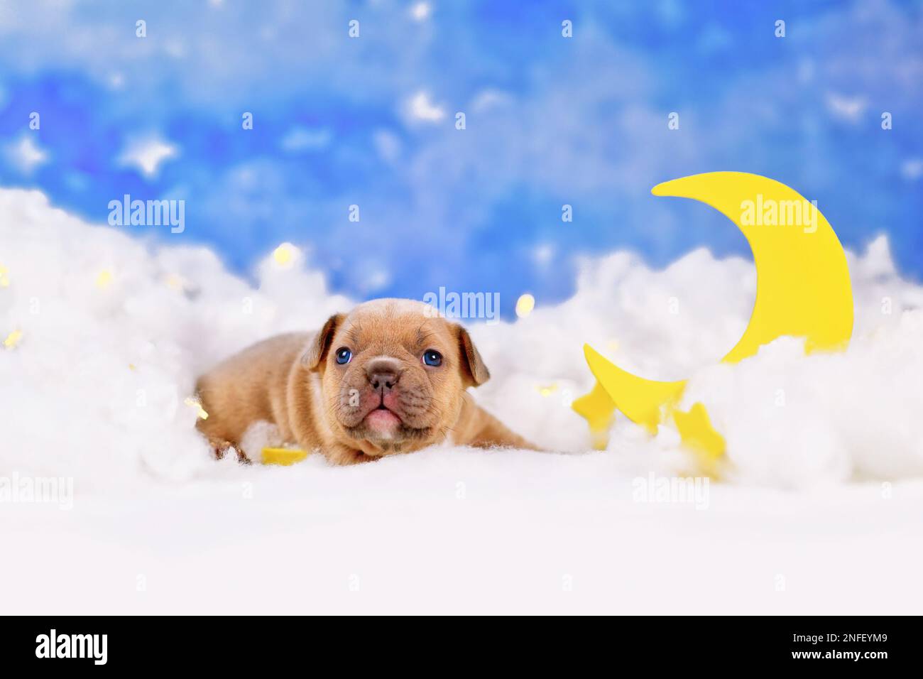 Red fawn French Bulldog dog puppy between fluffy clouds with moon and ...