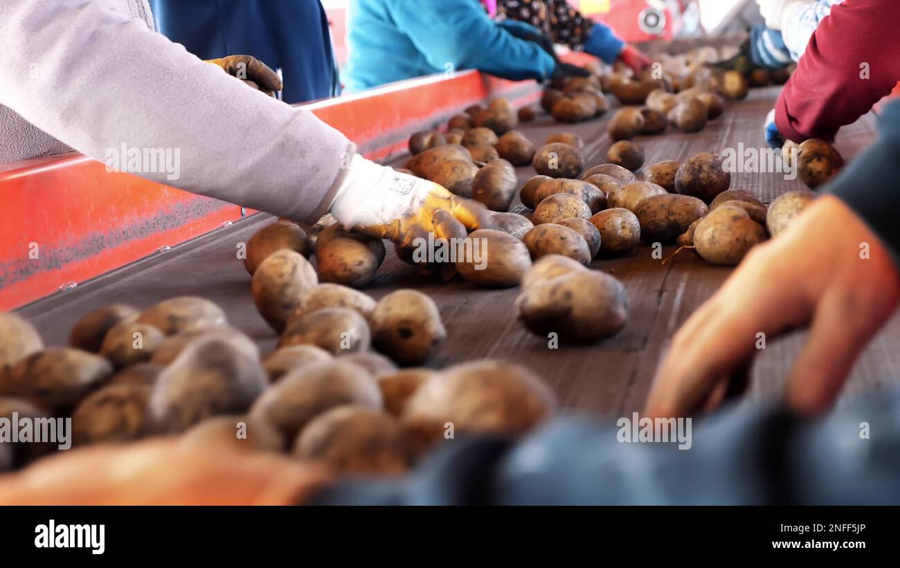 close-up. workers in gloves are sorting through potatoes manually on ...