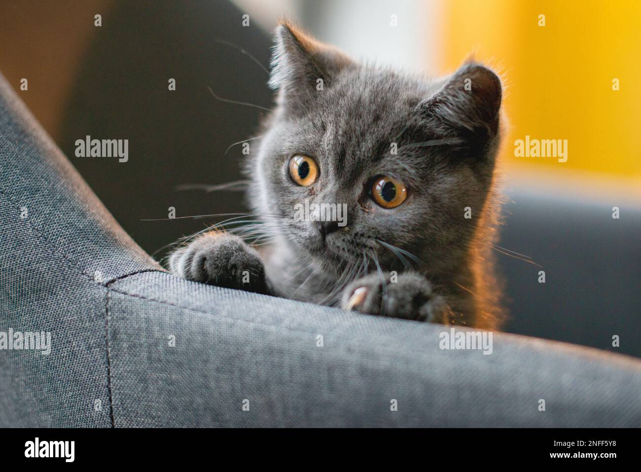 Little cute and grey cat, playing and hiding on couch Stock Photo - Alamy