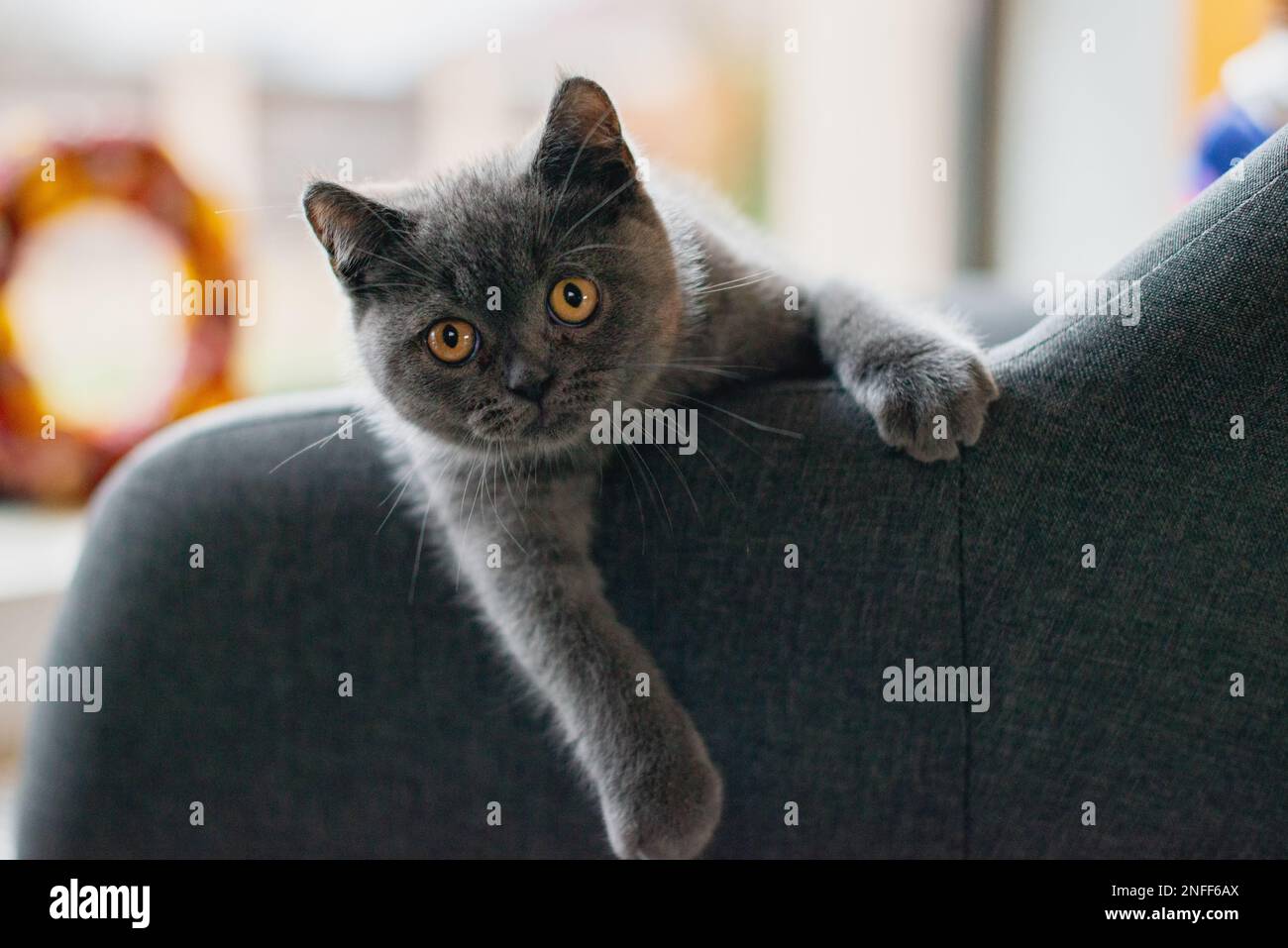 Little cute and grey cat, playing and hiding on couch Stock Photo - Alamy