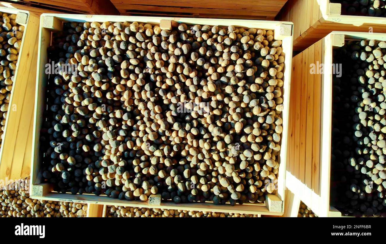 harvested potatoes standing in large wooden containers, boxes, filled ...