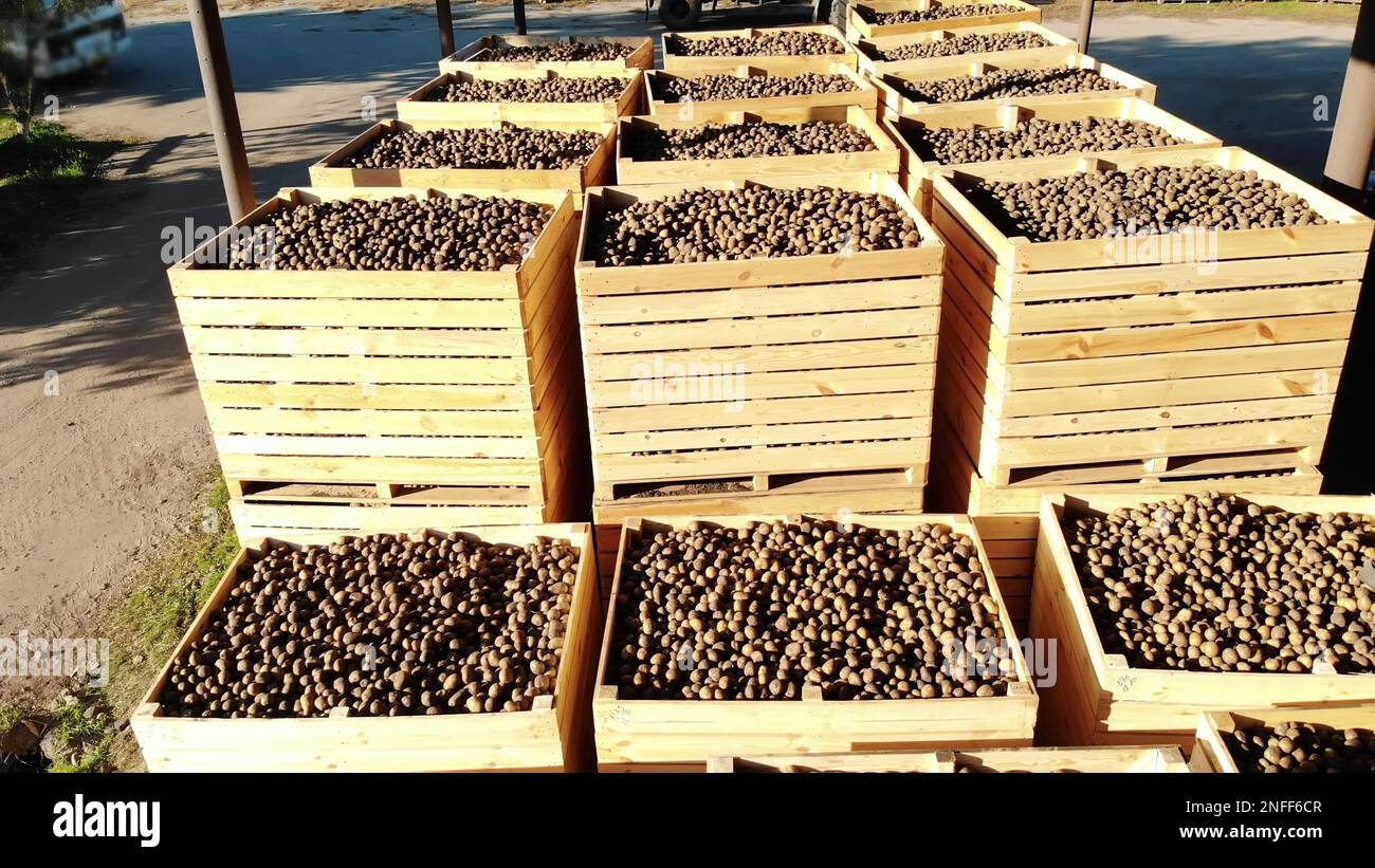 harvested potatoes standing in large wooden containers, boxes, filled ...