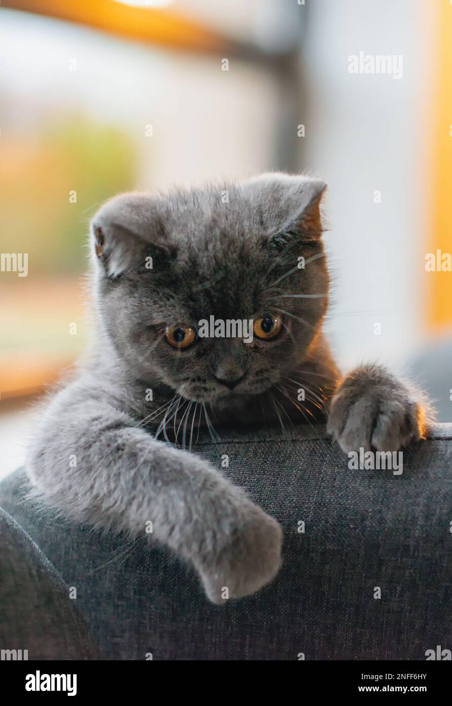 Little cute and grey cat, playing and hiding on couch Stock Photo - Alamy