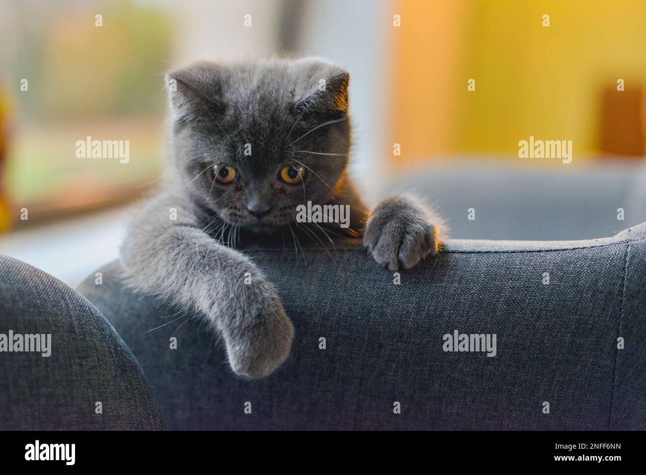 Little cute and grey cat, playing and hiding on couch Stock Photo - Alamy
