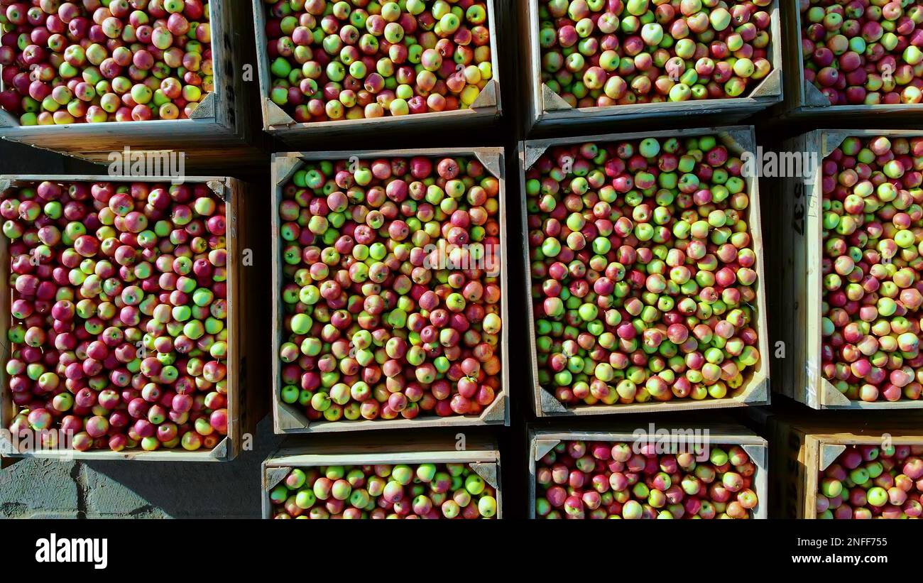 close-up, aero top view. wooden containers, boxes filled to the top ...
