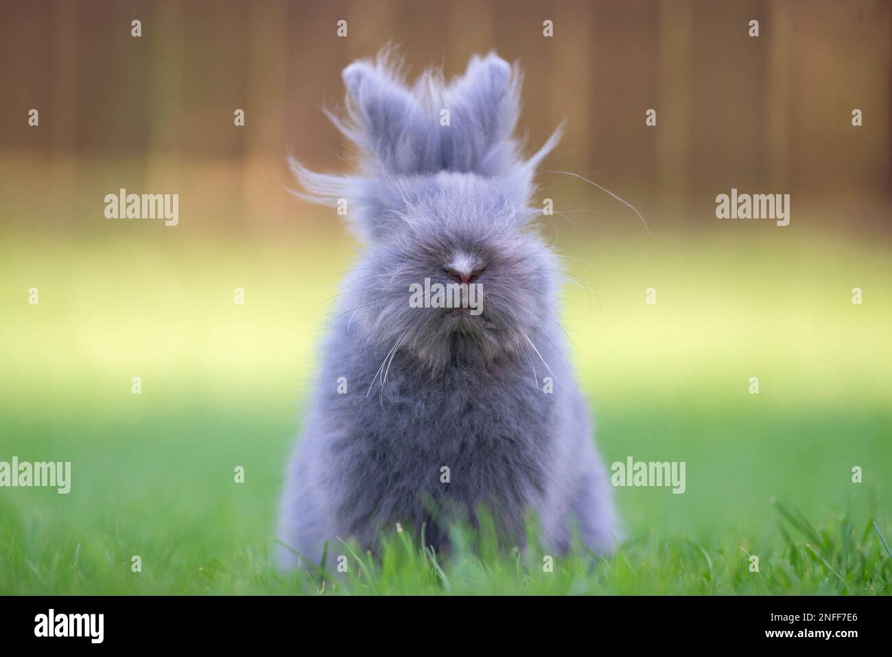 Cute grey fluffy rabbit sitting on grass backyard Stock Photo - Alamy