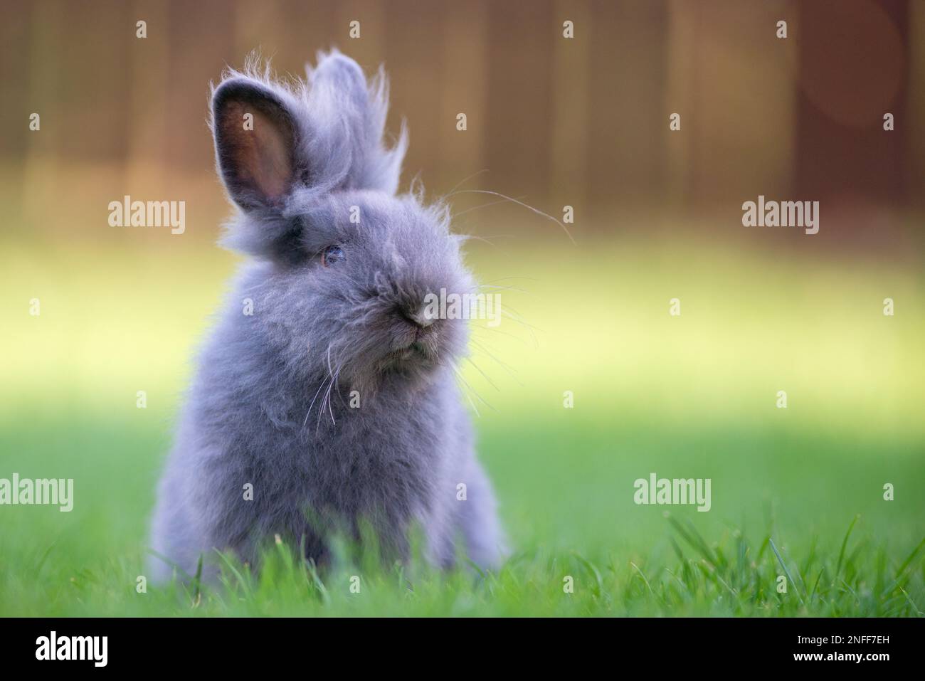 Cute grey fluffy rabbit sitting on grass backyard Stock Photo - Alamy