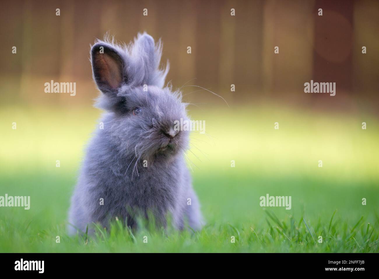 Cute grey fluffy rabbit sitting on grass backyard Stock Photo - Alamy