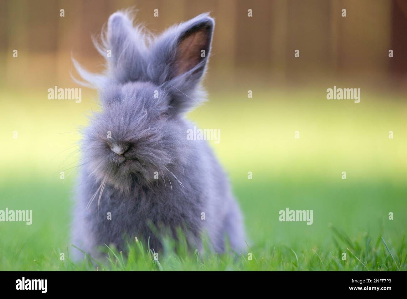 Cute grey fluffy rabbit sitting on grass backyard Stock Photo - Alamy