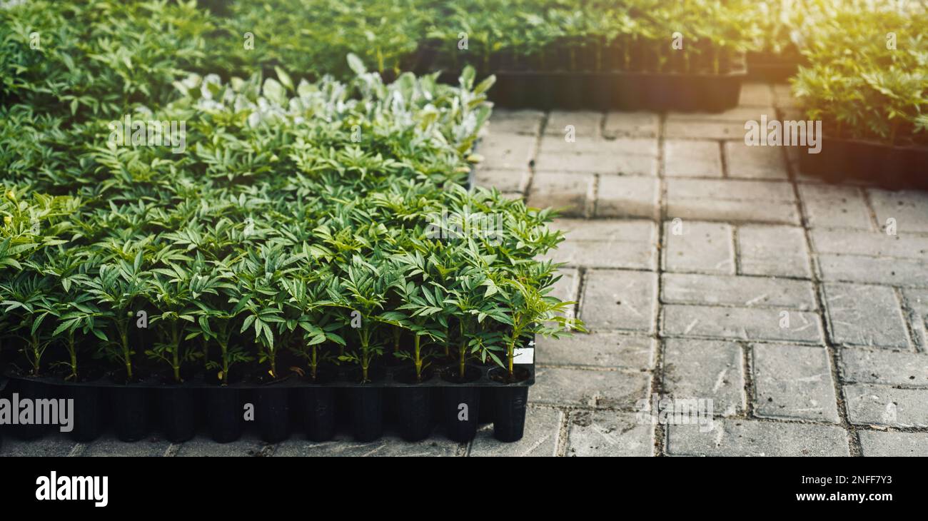 Lush green tagetes seedlings in trays prepared for planting. Concept ...