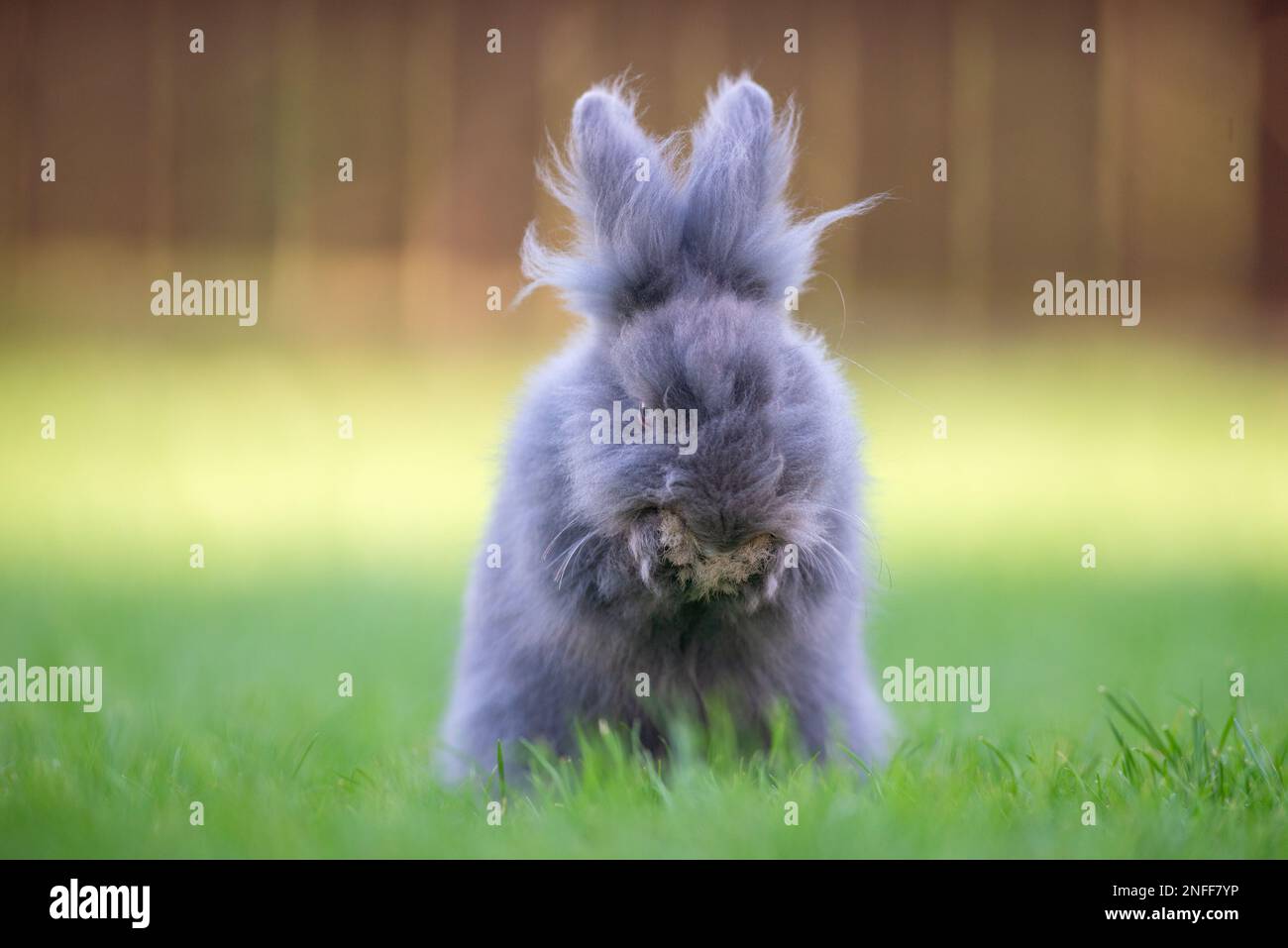 Cute grey fluffy rabbit sitting on grass backyard Stock Photo - Alamy