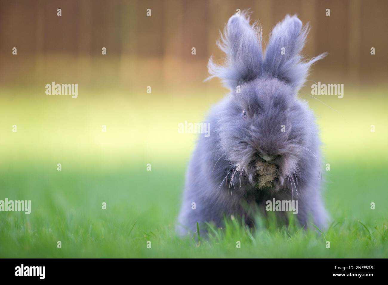Cute grey fluffy rabbit sitting on grass backyard Stock Photo - Alamy