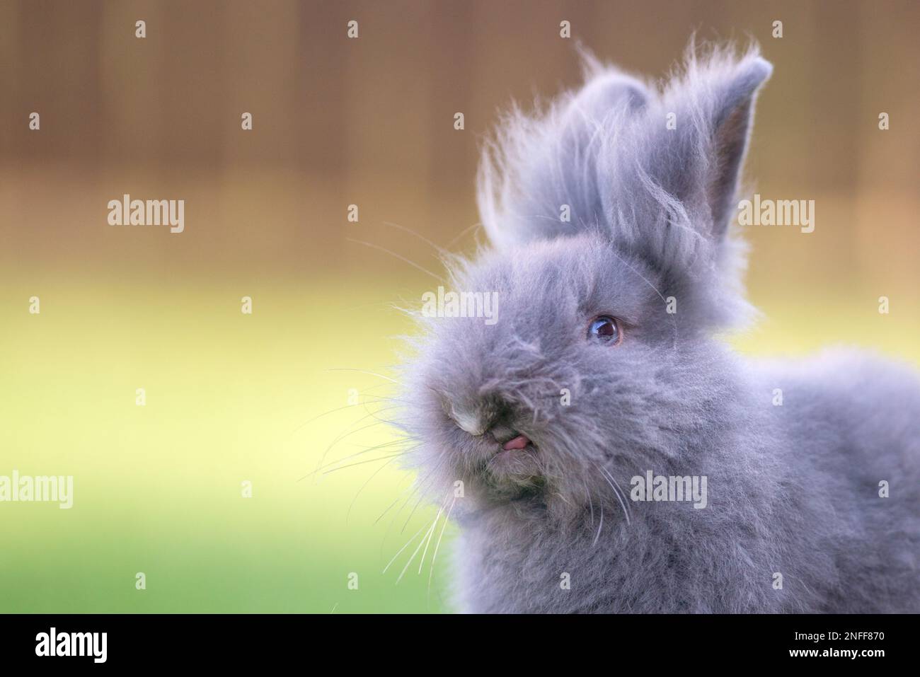 Cute grey fluffy rabbit sitting on grass backyard Stock Photo - Alamy
