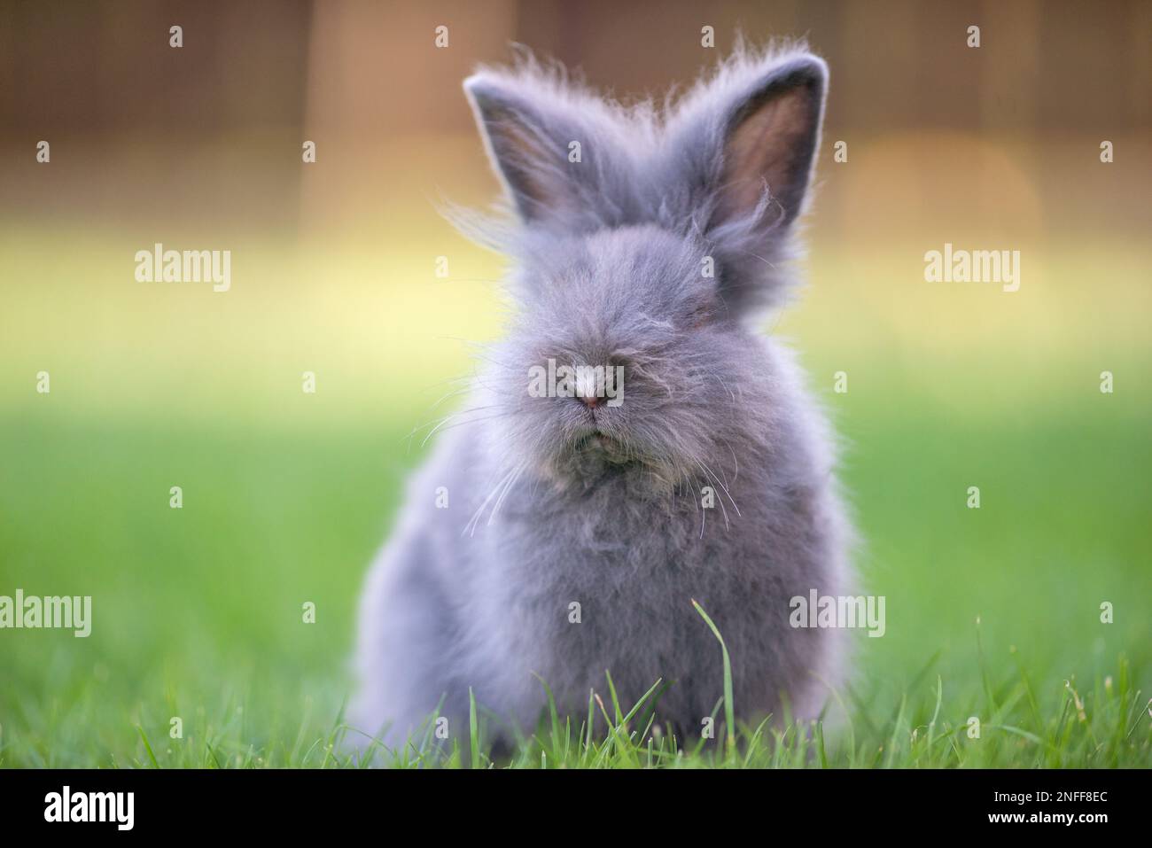 Cute grey fluffy rabbit sitting on grass backyard Stock Photo - Alamy