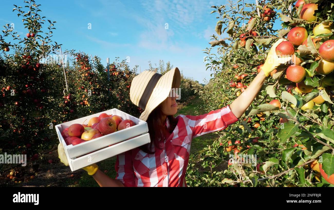 Apple harvest aero top view hi-res stock photography and images - Alamy