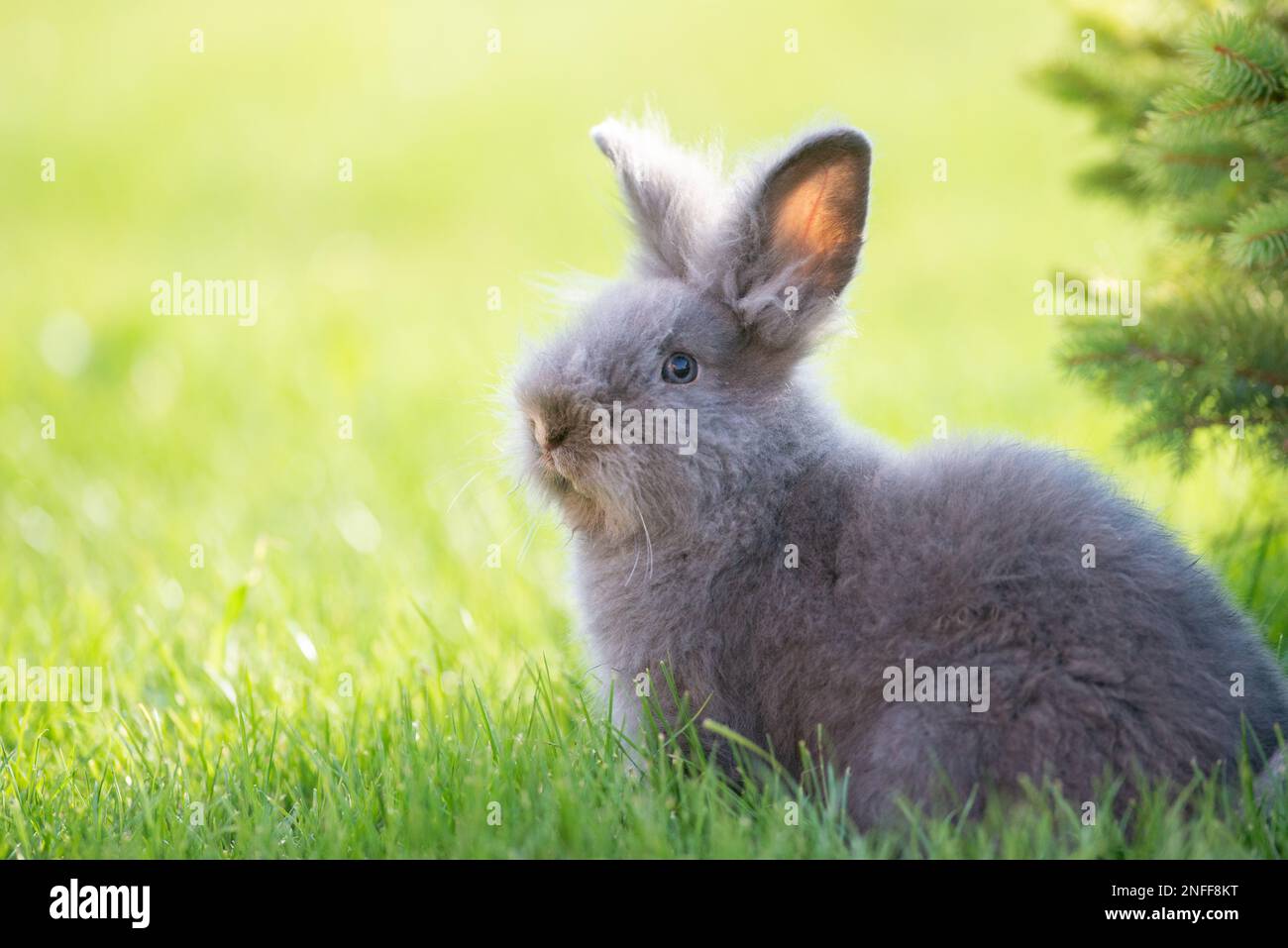 Cute grey fluffy rabbit sitting on grass backyard Stock Photo - Alamy